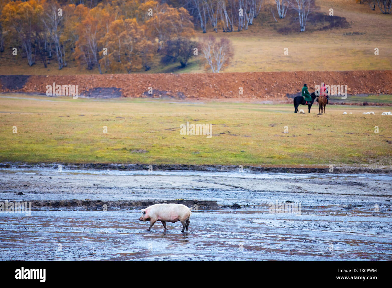Autumn color on the dam Stock Photo - Alamy