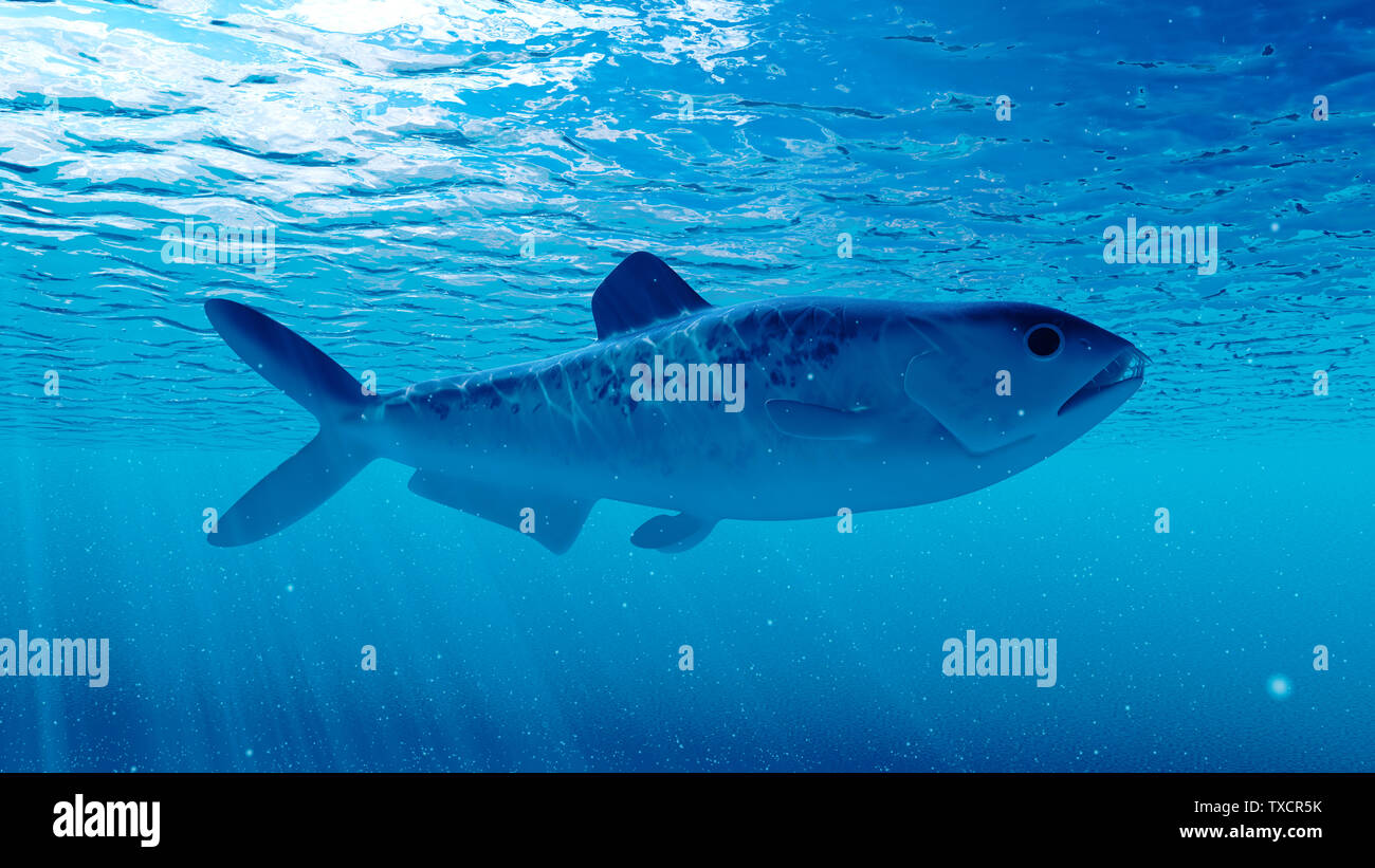 Enchodus hi-res stock photography and images - Alamy