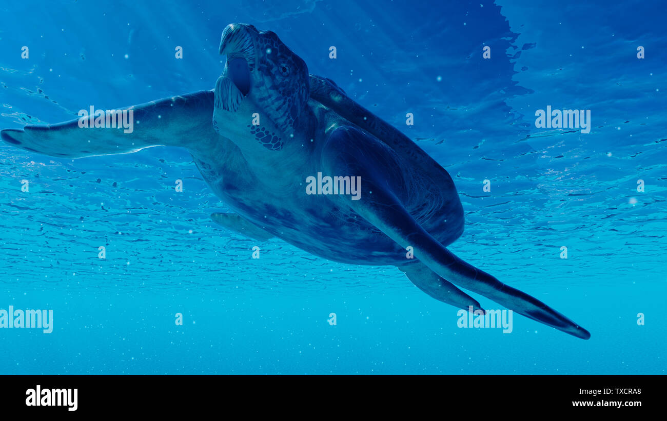 Archelon hi-res stock photography and images - Alamy