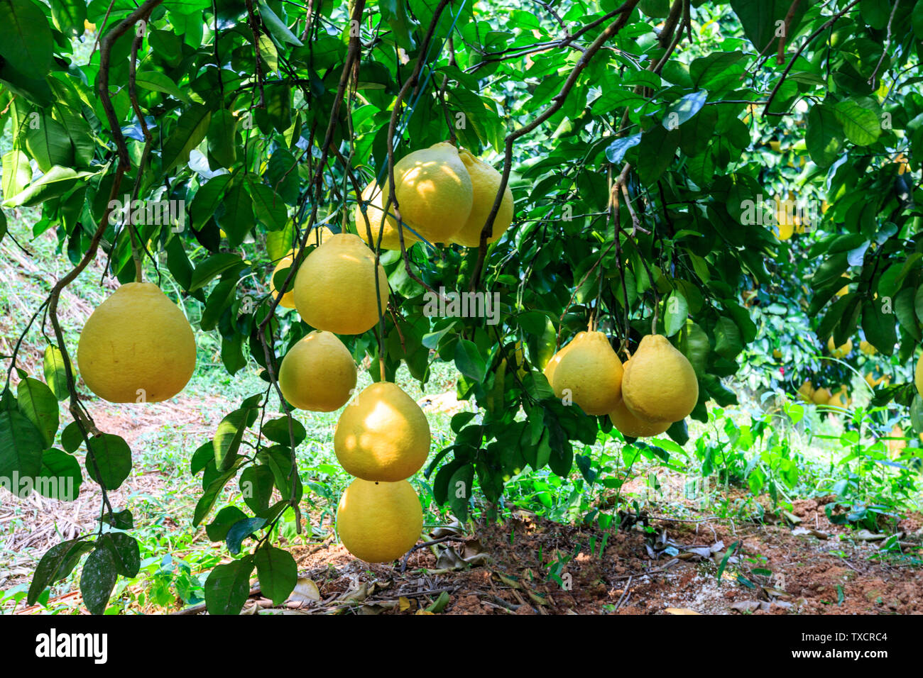 Pomelo fruit trees hi-res stock photography and images - Alamy