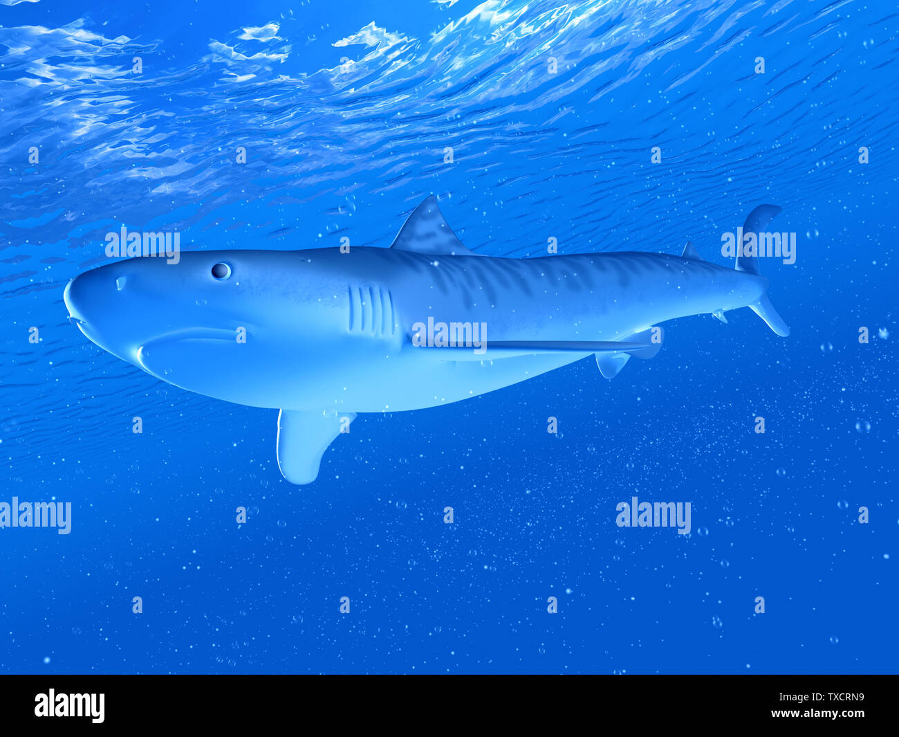 3d rendered illustration of a tiger shark Stock Photo - Alamy