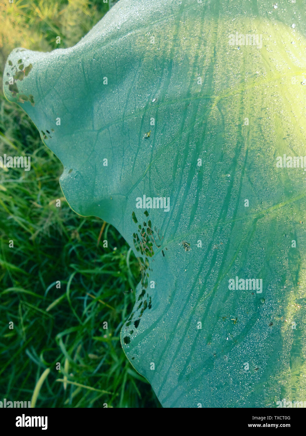The dew and marks on the lotus leaves in the morning Stock Photo - Alamy