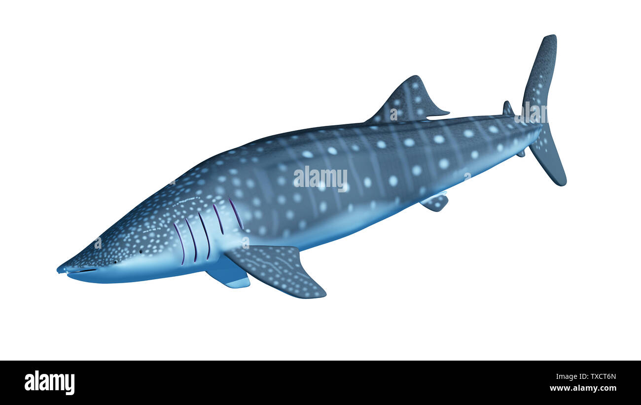 3d rendered illustration of a whale shark Stock Photo - Alamy