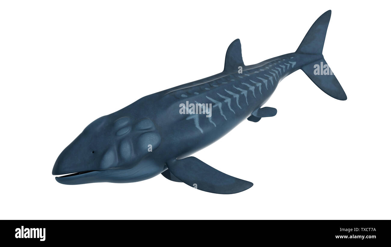 Leedsichthys hi-res stock photography and images - Alamy