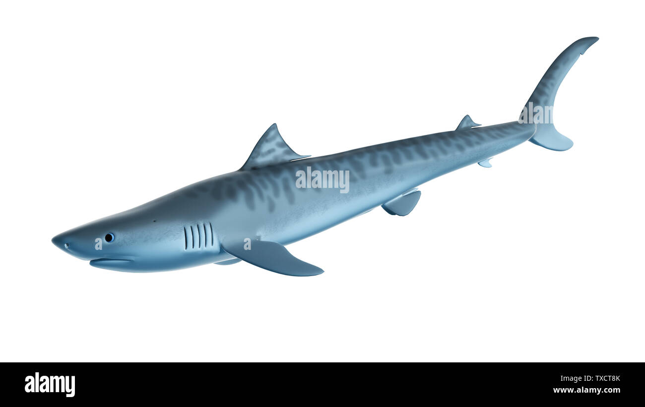 Tiger shark teeth Cut Out Stock Images & Pictures - Alamy