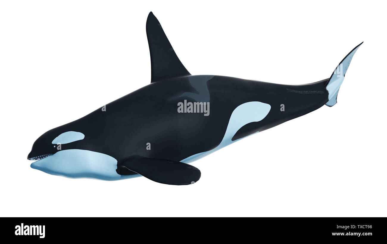 3d rendered illustration of an orca Stock Photo - Alamy
