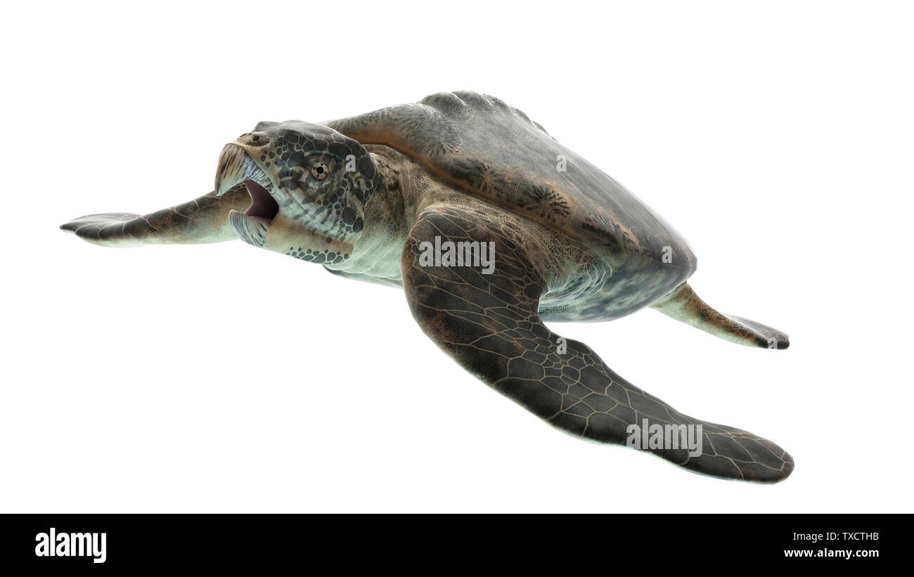 3d rendered illustration of an archelon Stock Photo - Alamy