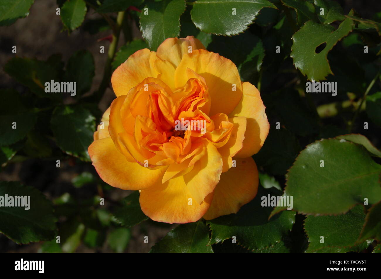 Strauchrose hi-res stock photography and images - Alamy