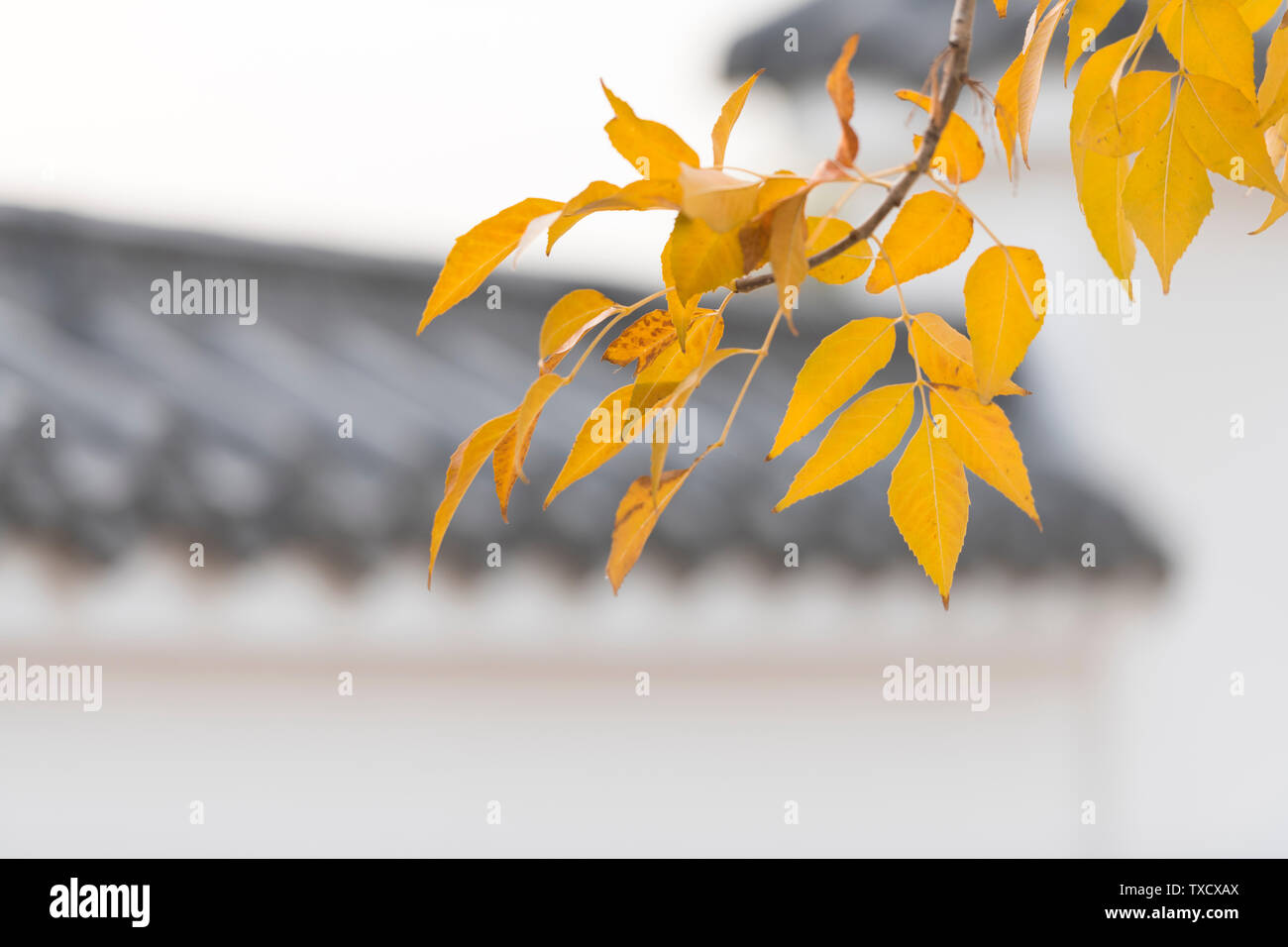 Pentagonal maple leaves hi-res stock photography and images - Alamy