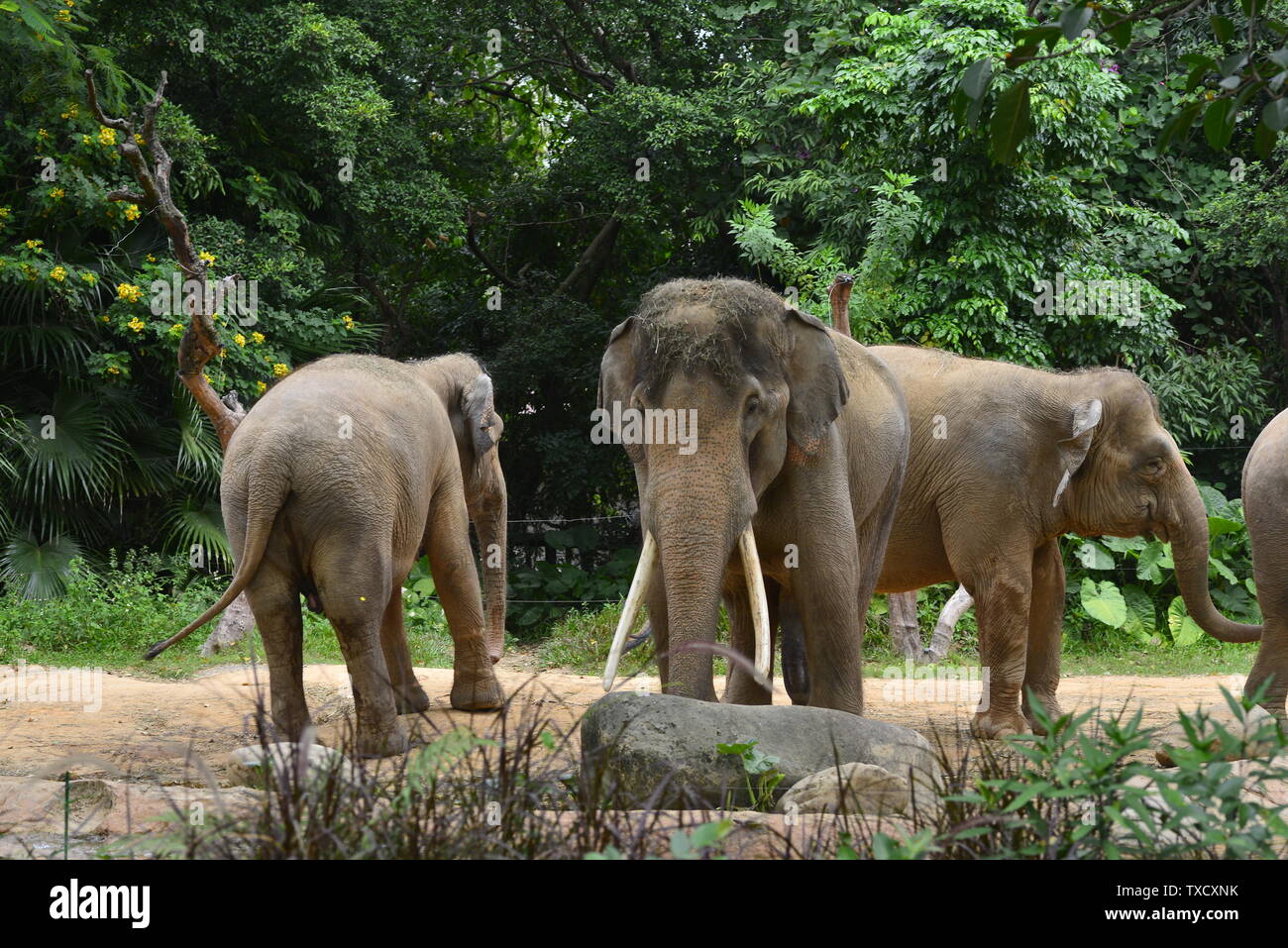 Safari animals HD big picture wild cattle Stock Photo - Alamy