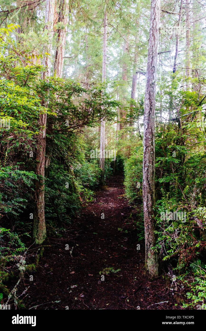 Beautiful scenery of a forest Stock Photo - Alamy