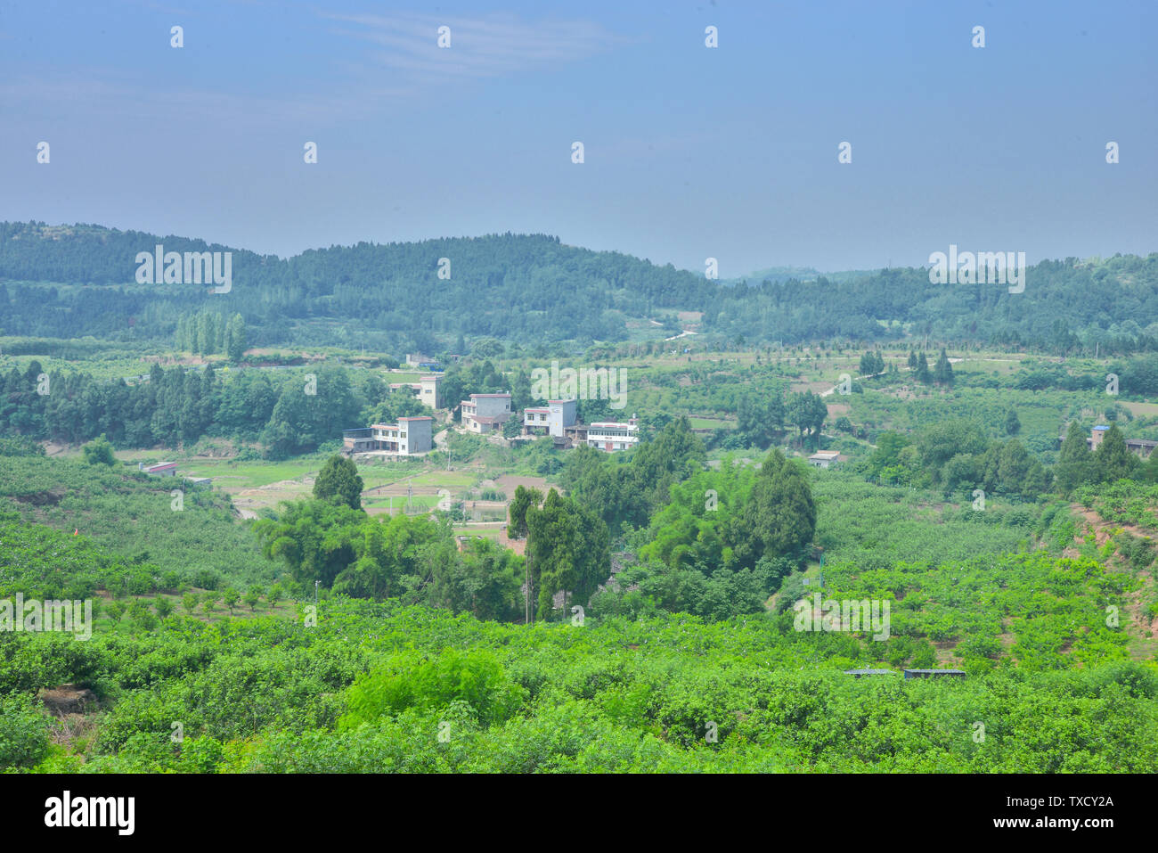 Pepper rattan pepper branch close-up HD large picture Stock Photo - Alamy