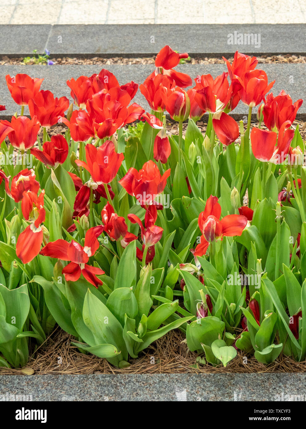 Red tulips blooming in garden hi-res stock photography and images - Alamy