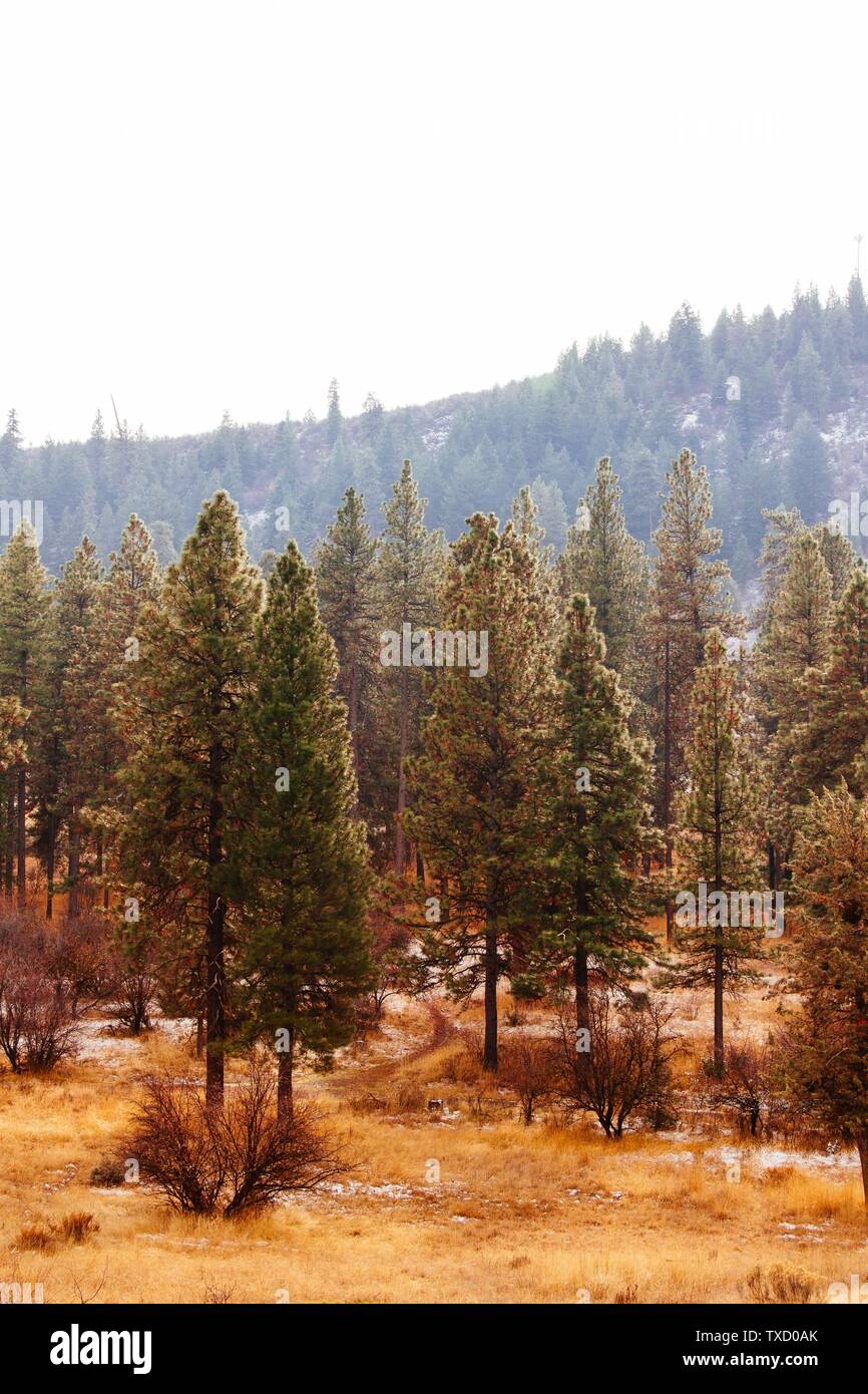Beautiful scenery of a forest Stock Photo - Alamy
