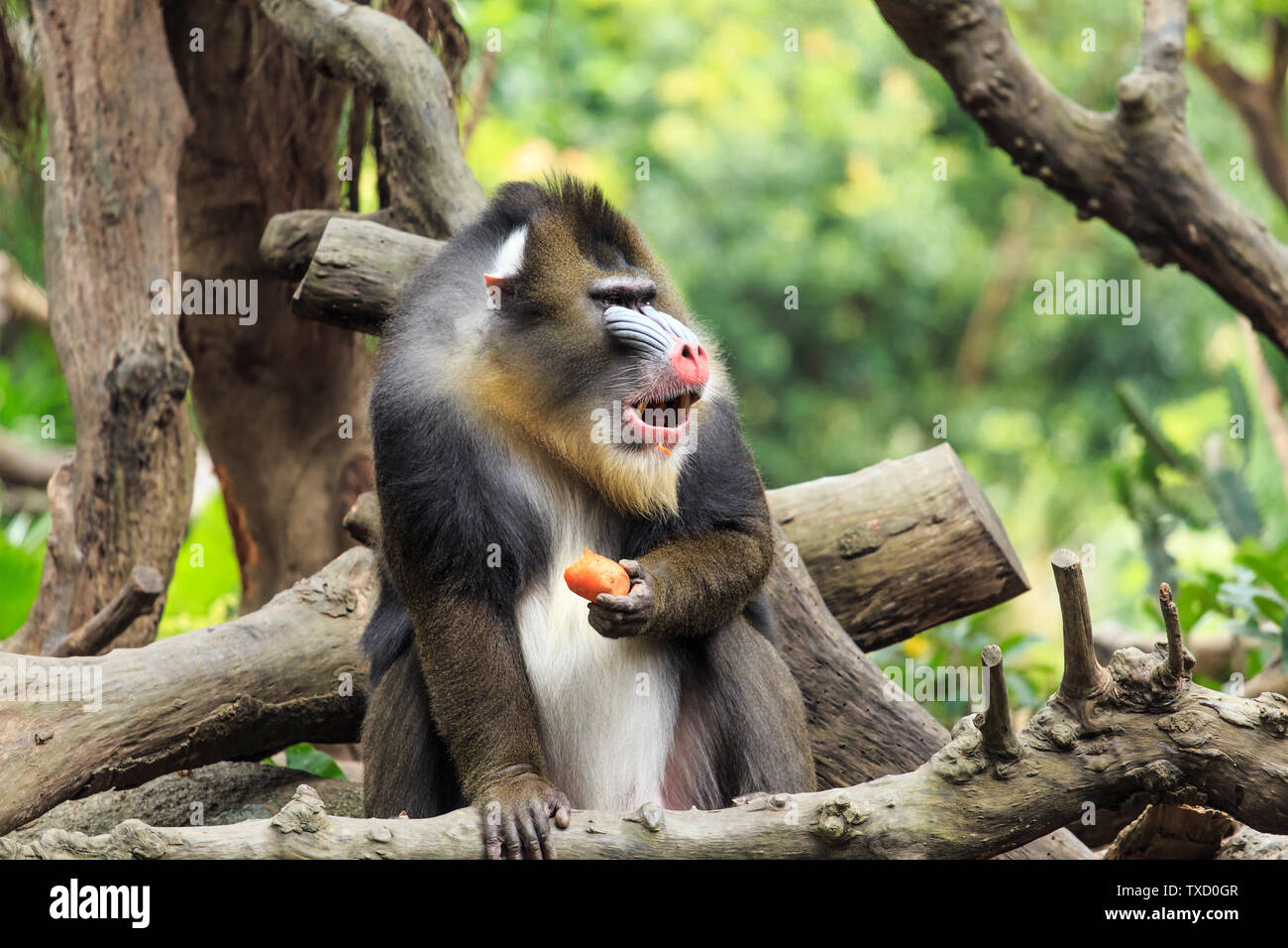 A burly Mandrill Stock Photo - Alamy