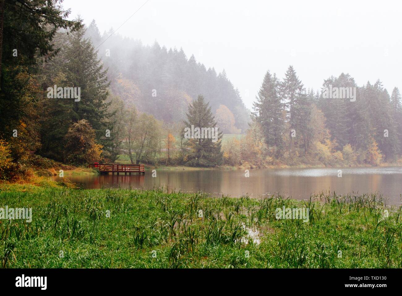 Beautiful scenery of a forest Stock Photo - Alamy