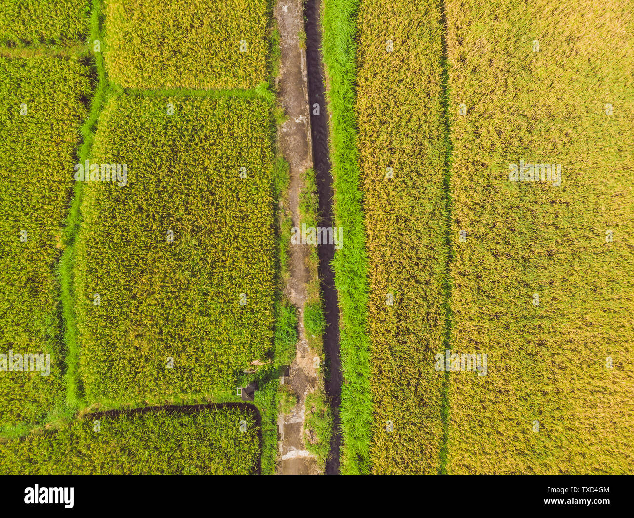 Image of beautiful Terraced rice field in water season and Irrigation ...
