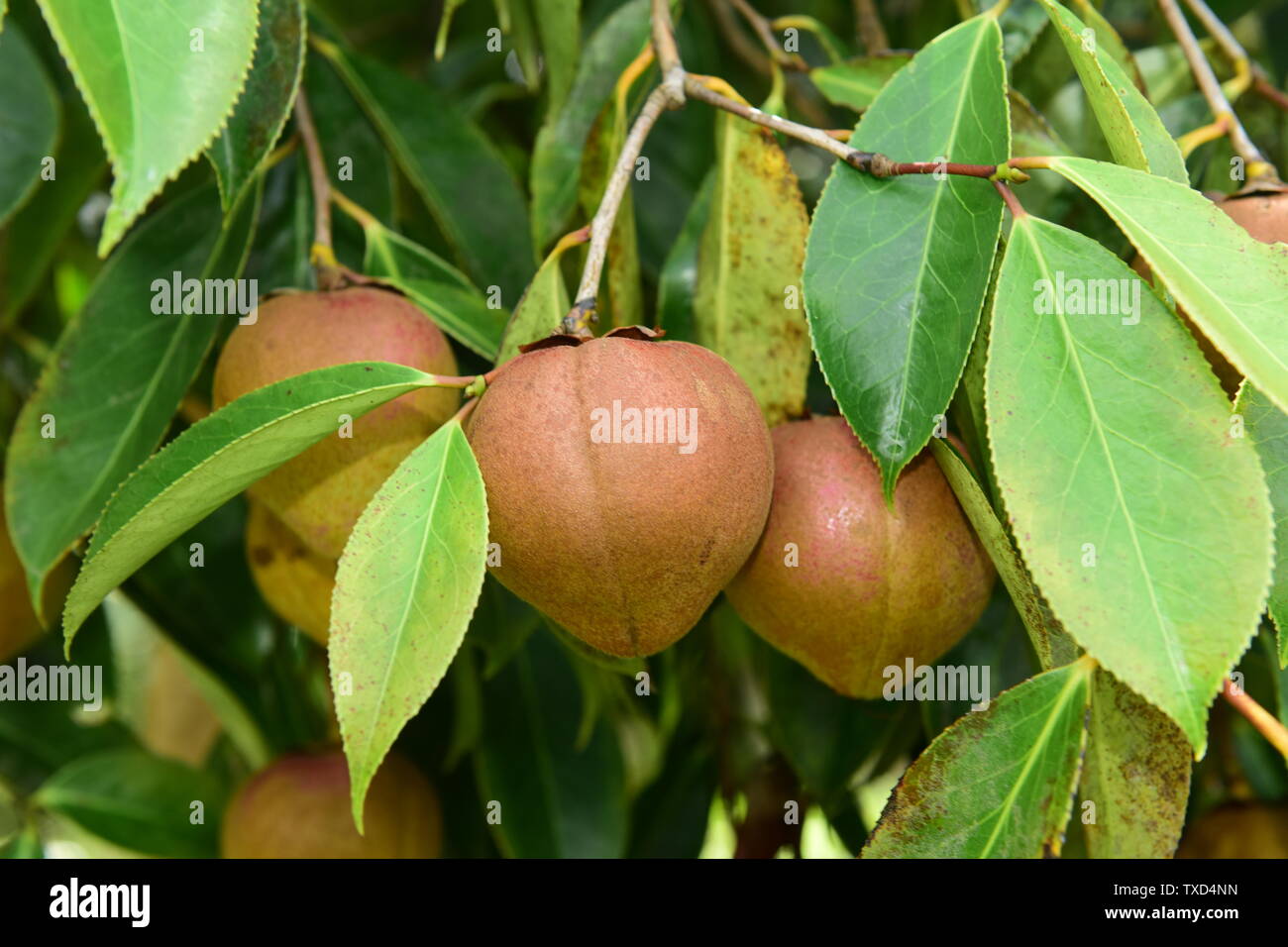 Oil tea, tea fruit Stock Photo - Alamy