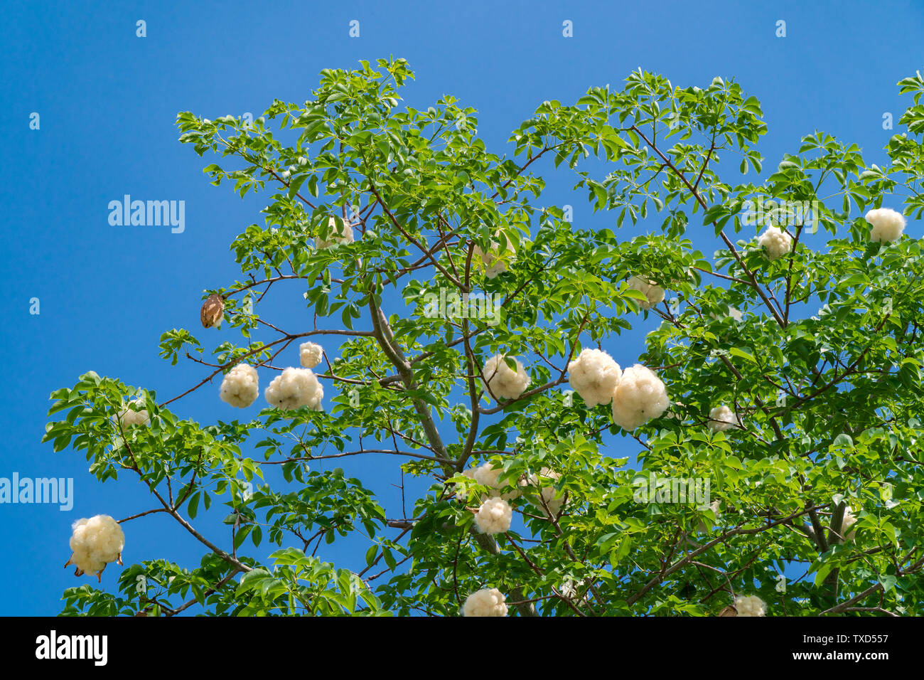 Baobab flower on a branch Stock Photo - Alamy