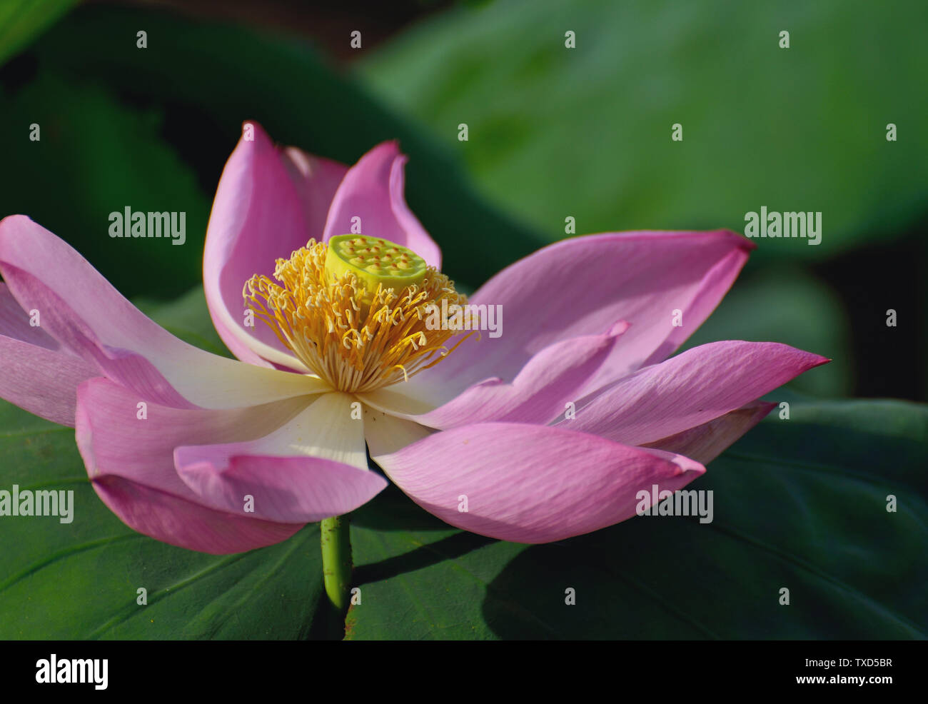 Foreign leaves and lotus flowers bloom hi-res stock photography and ...