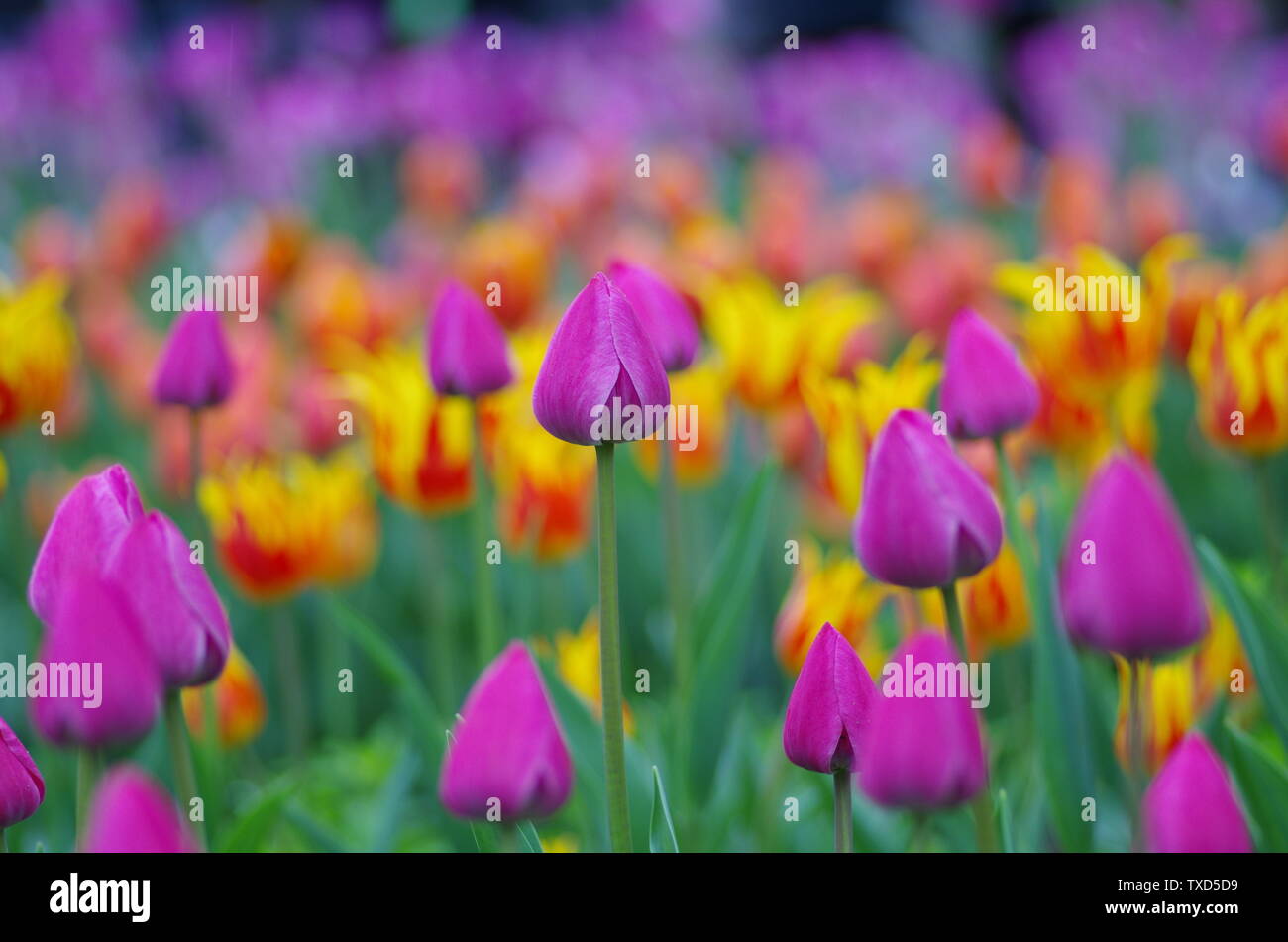 The flowers bloom, the spring is pleasant Stock Photo - Alamy