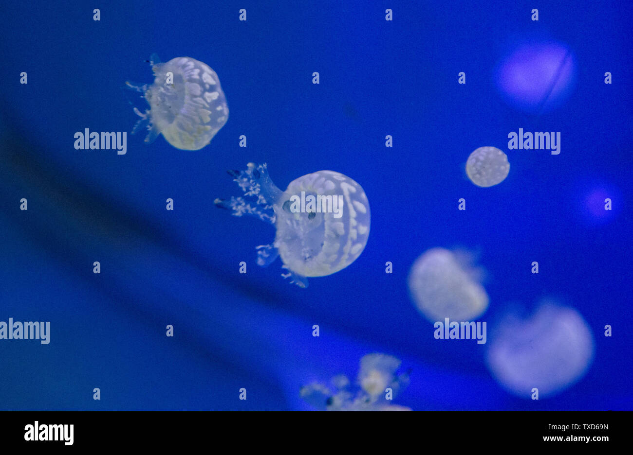 Jellyfish in the aquarium Stock Photo - Alamy
