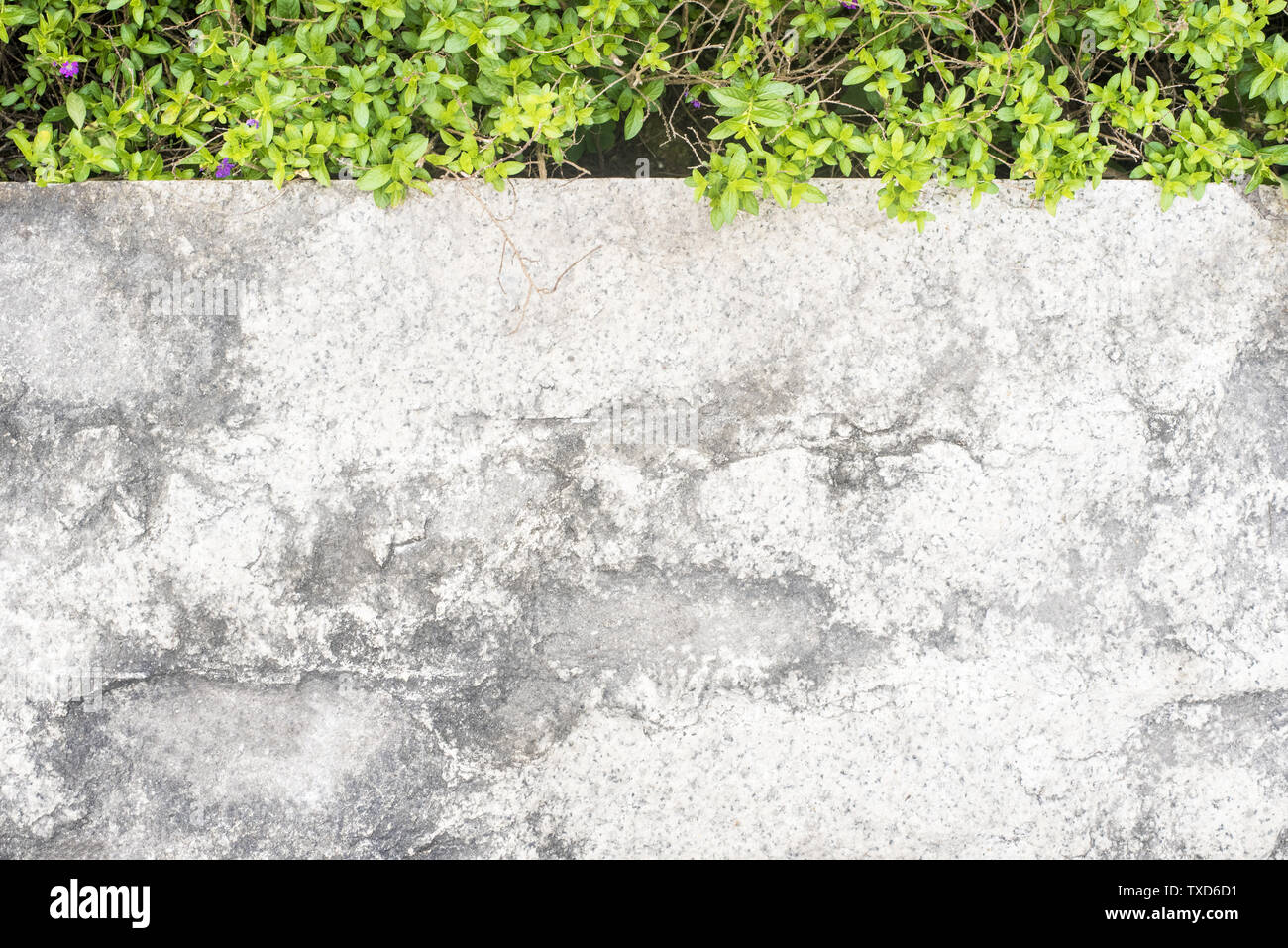 Texture background with small grass Stock Photo - Alamy