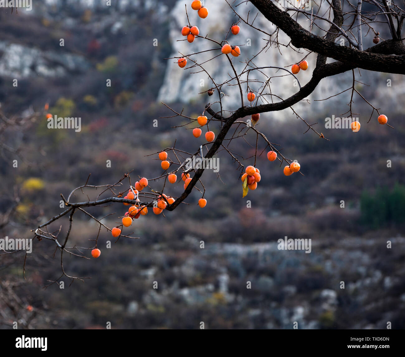 There's a kind of blue called emotional blue Stock Photo - Alamy