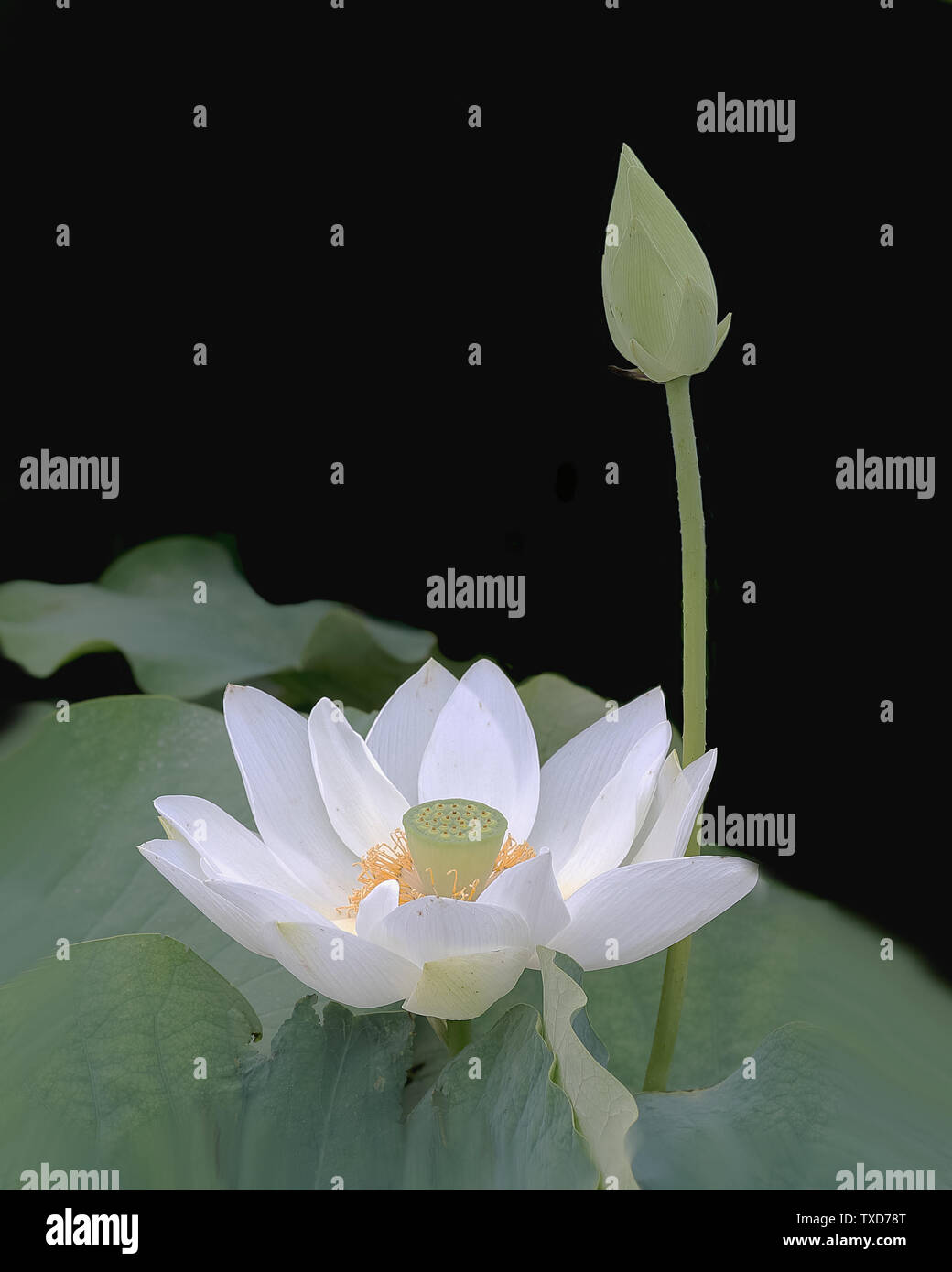 Foreign flowers and lily hi-res stock photography and images - Alamy