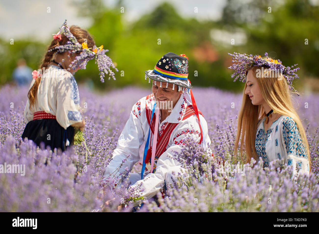 Family in traditional Romanian costume in lavender field Stock Photo ...