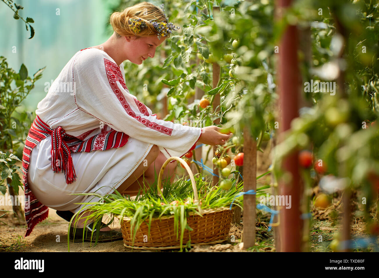 Romanian girl in traditional costume picking tomatoes in the hothouse ...