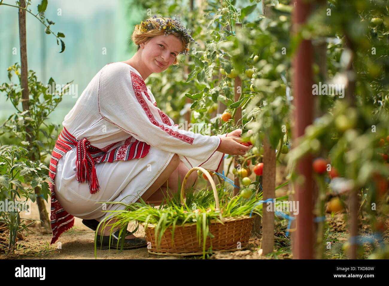 Romanian girl in traditional costume picking tomatoes in the hothouse ...