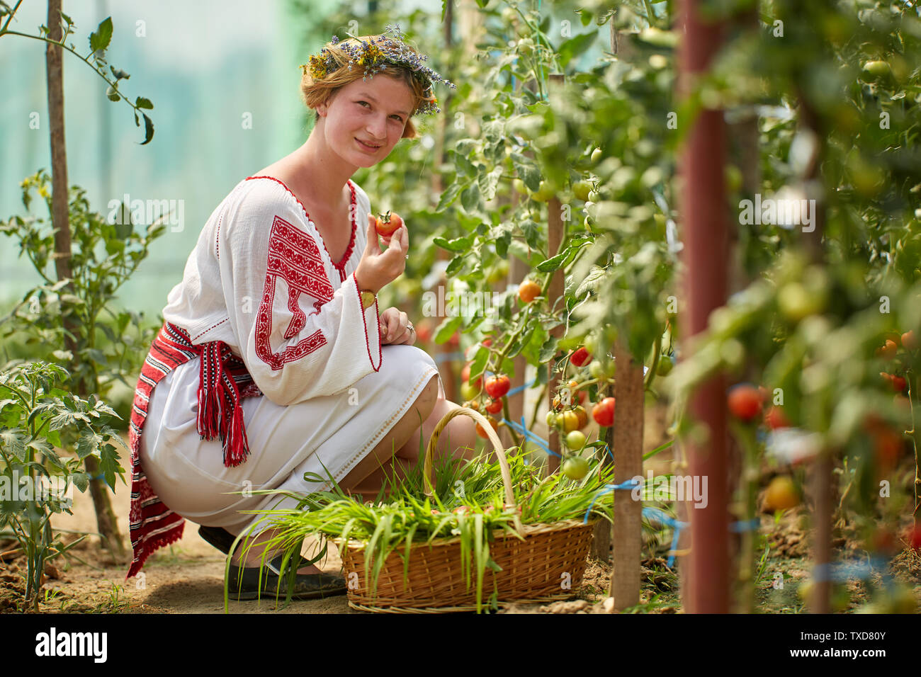 Romanian girl in traditional costume picking tomatoes in the hothouse ...