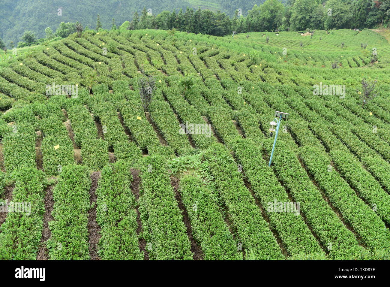 Tea garden scenery Stock Photo - Alamy