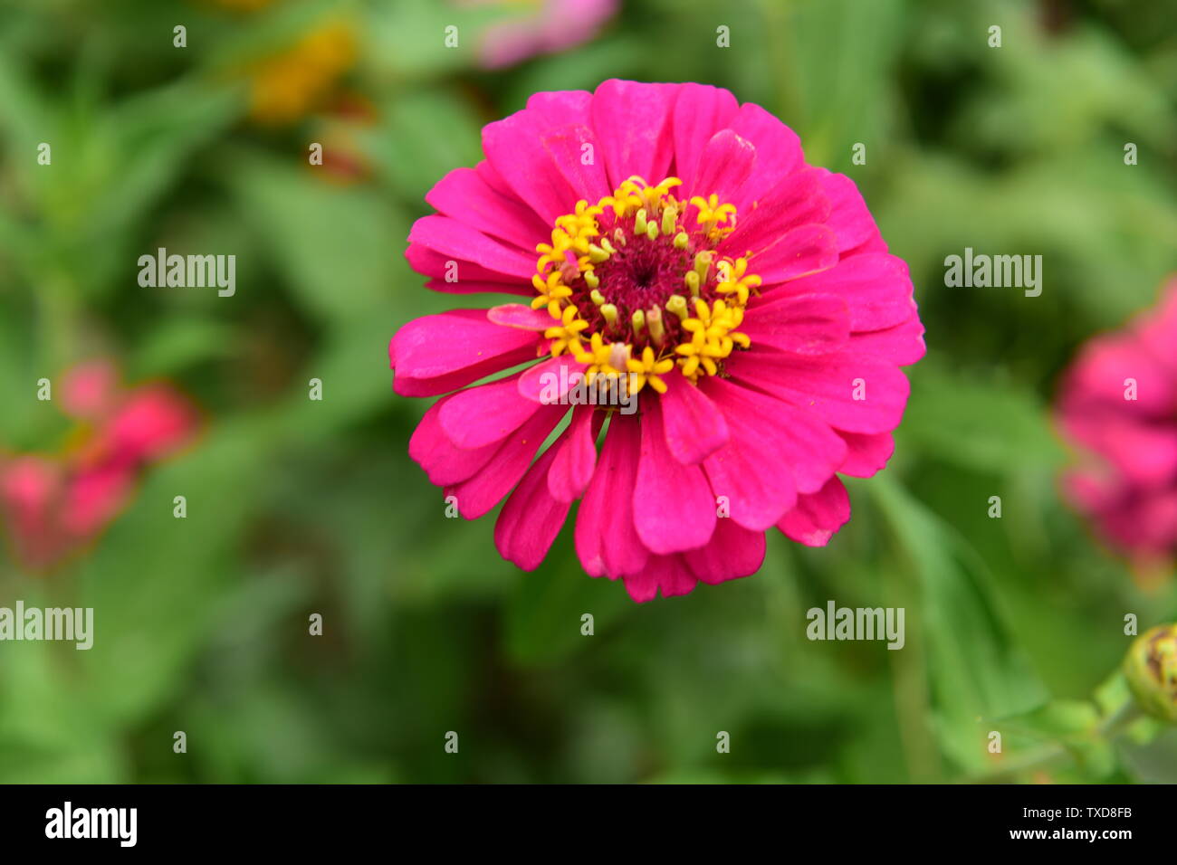 Beautiful photos bouquets flowers hi-res stock photography and images ...
