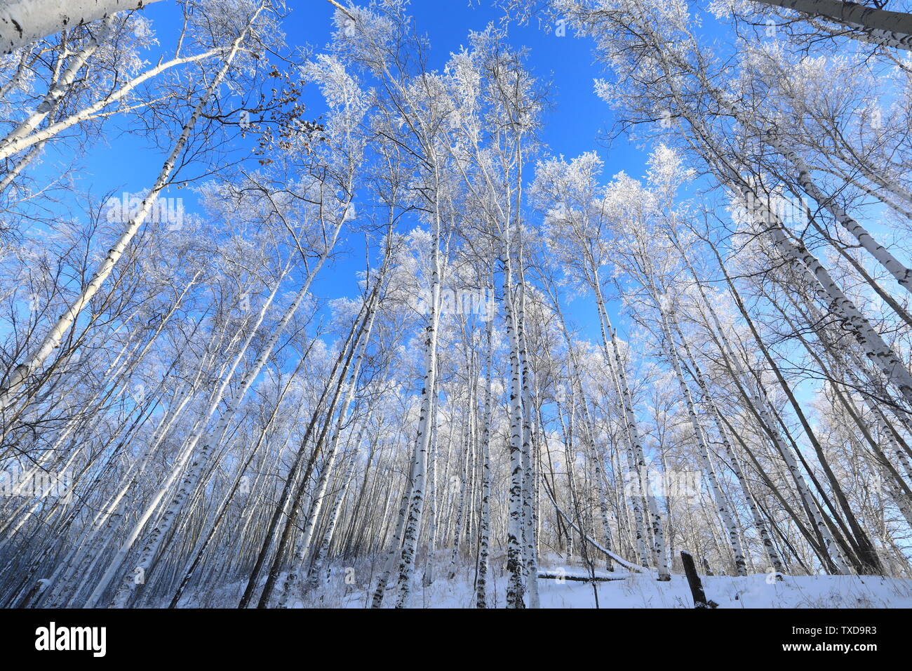 Alshan National Forest Park High Resolution Stock Photography and ...