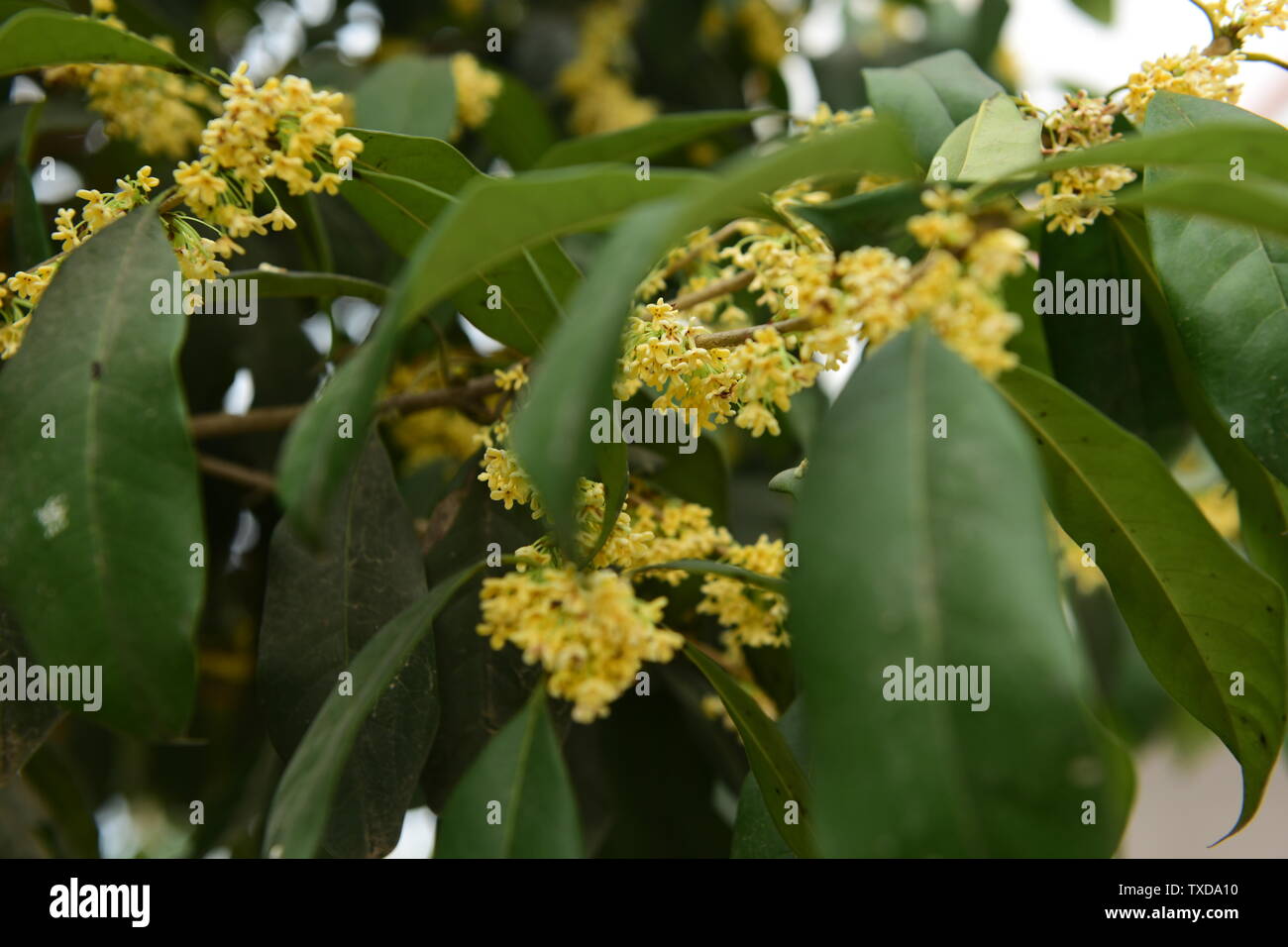 Silver osmanthus hi-res stock photography and images - Alamy