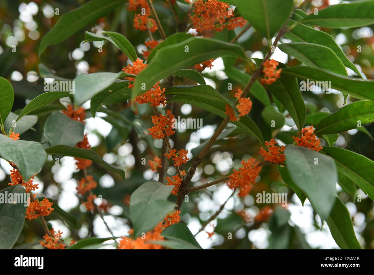 Dangui hi-res stock photography and images - Alamy