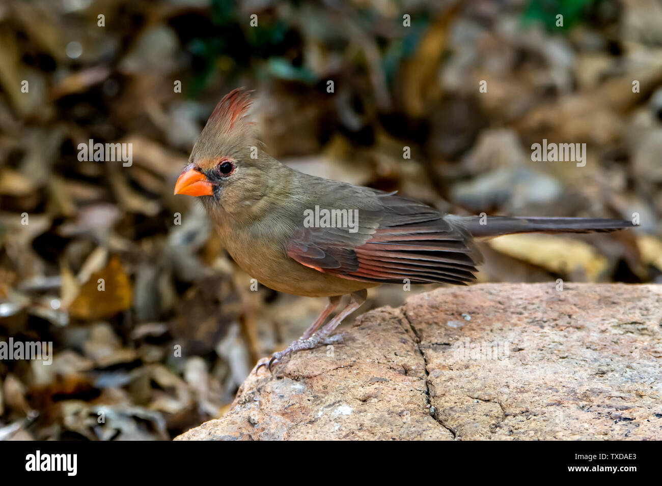 Female Northern Cardinal (Cardinalis cardinalis) at Desert Museum in ...