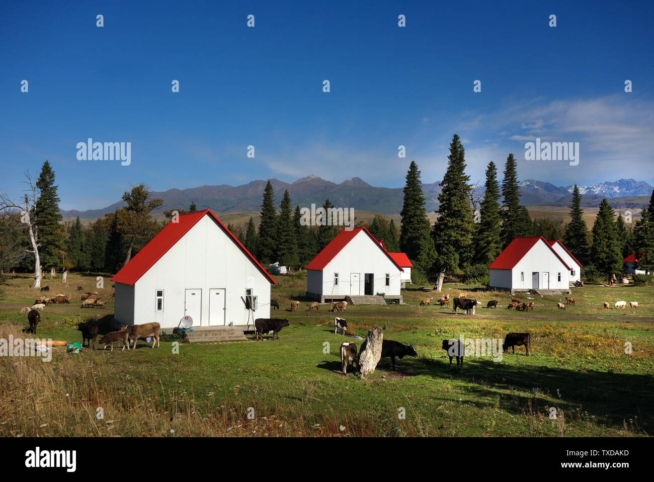 Narati prairie pasture Stock Photo - Alamy