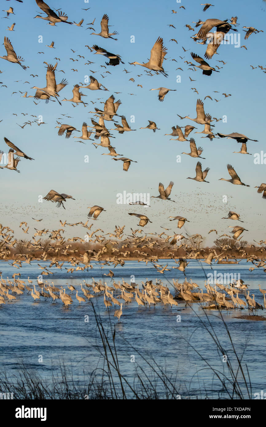 Spring migration brings thousands of Sandhill Cranes (Antigone ...
