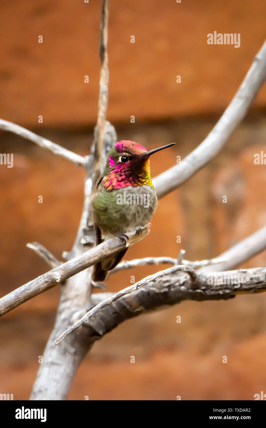 Hummingbird aviary hi-res stock photography and images - Alamy
