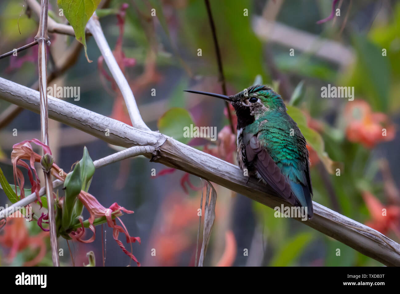 Perched hummingbird at Desert Museum Aviary in Tucson, Arizona Stock ...