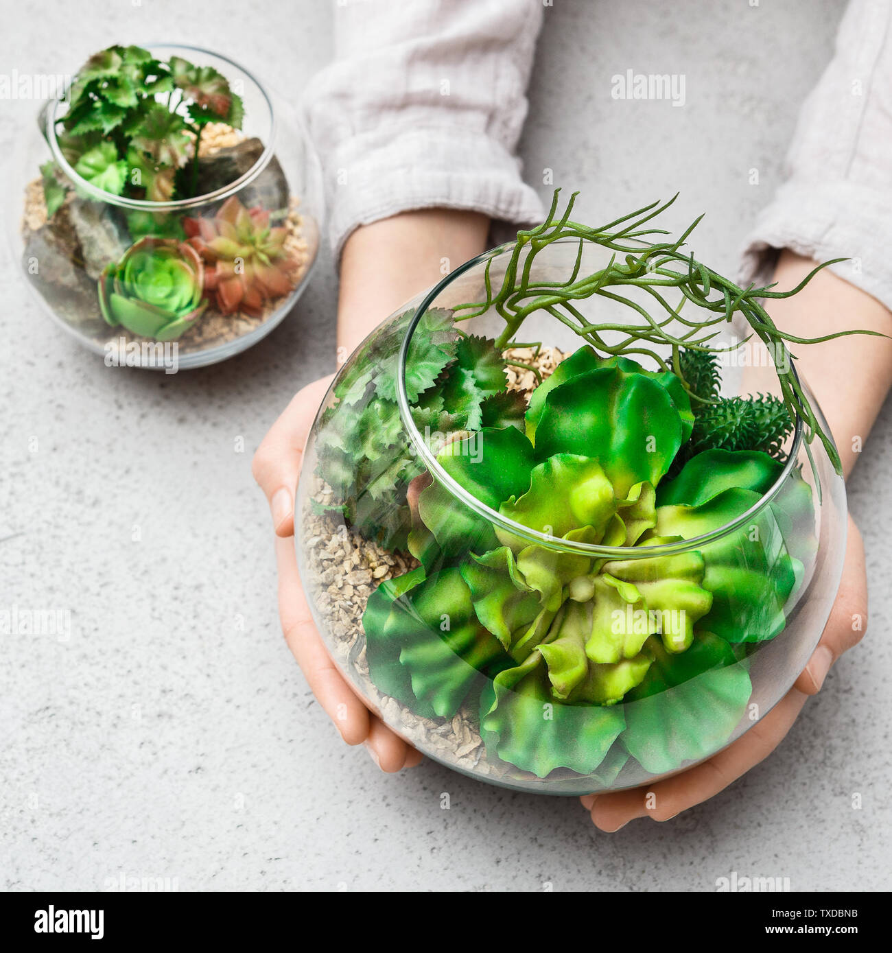 Woman's hands holding mini succulent garden in glass florarium vase at ...