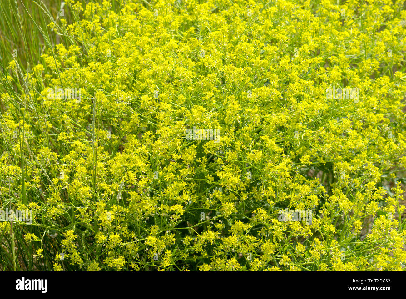 Flowering mustard field on a bright sunny day. Close-up Stock Photo - Alamy