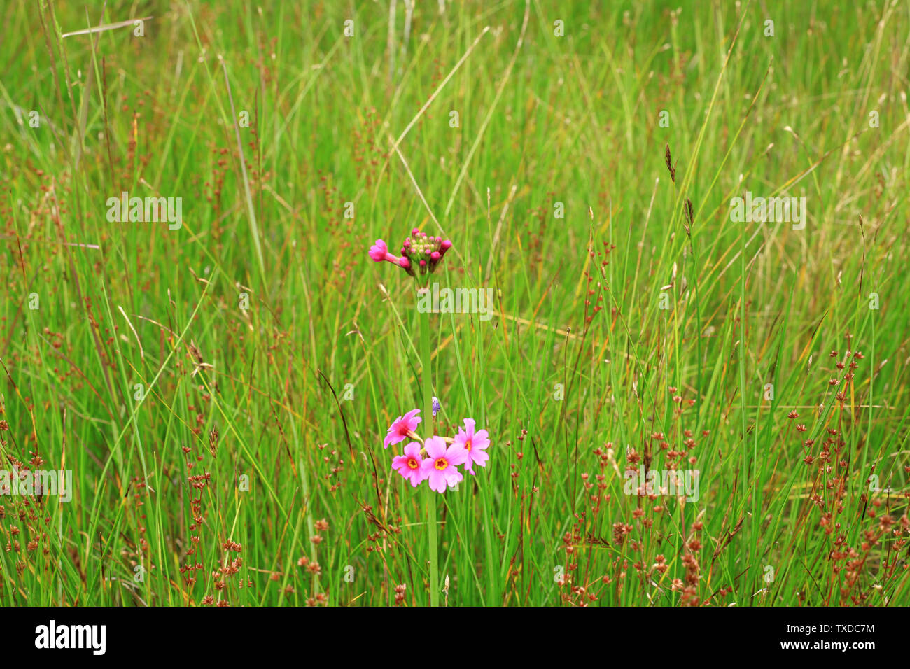 Shangri la grassland hi-res stock photography and images - Alamy