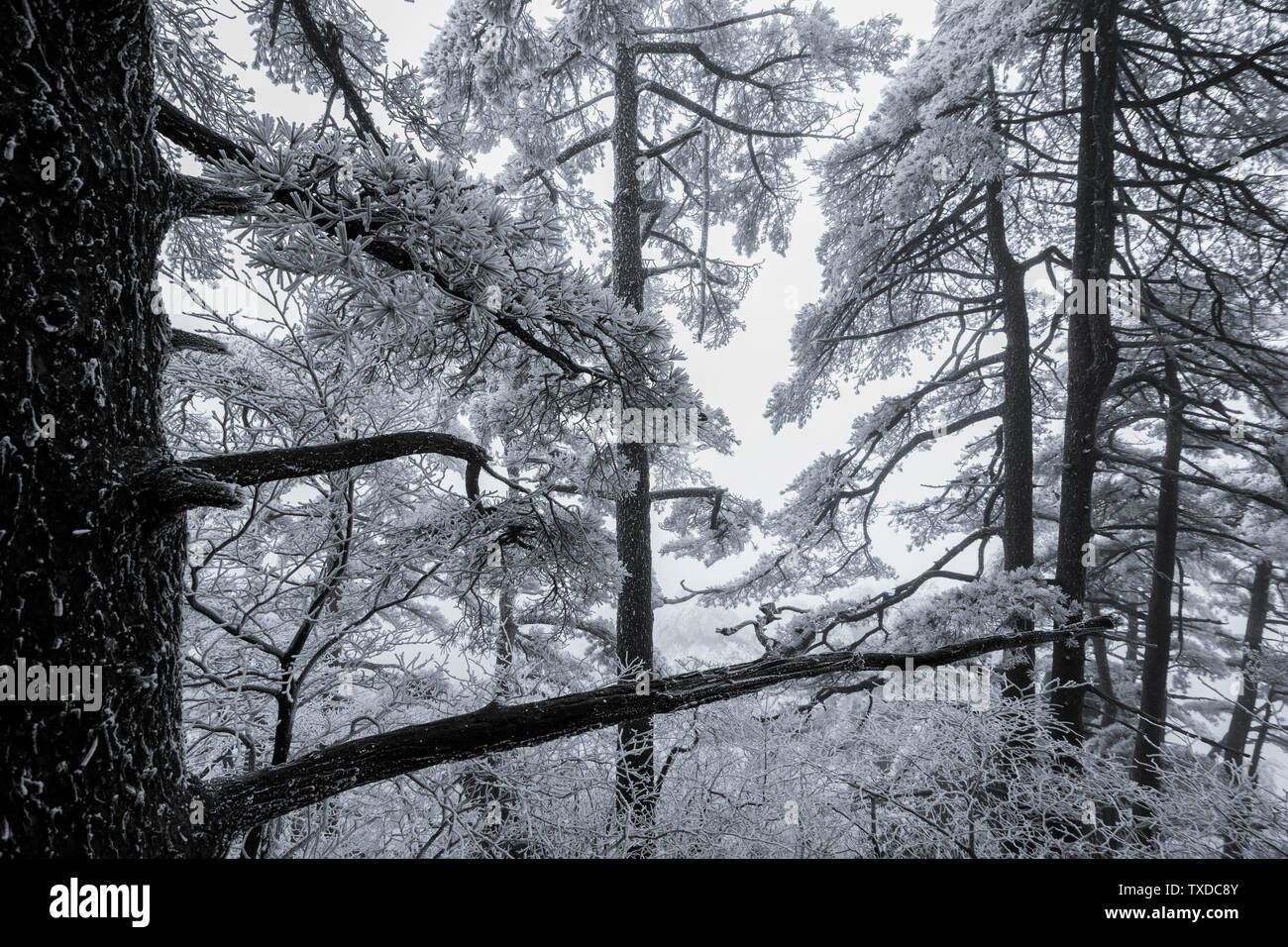 Huangshan pine rime Stock Photo - Alamy