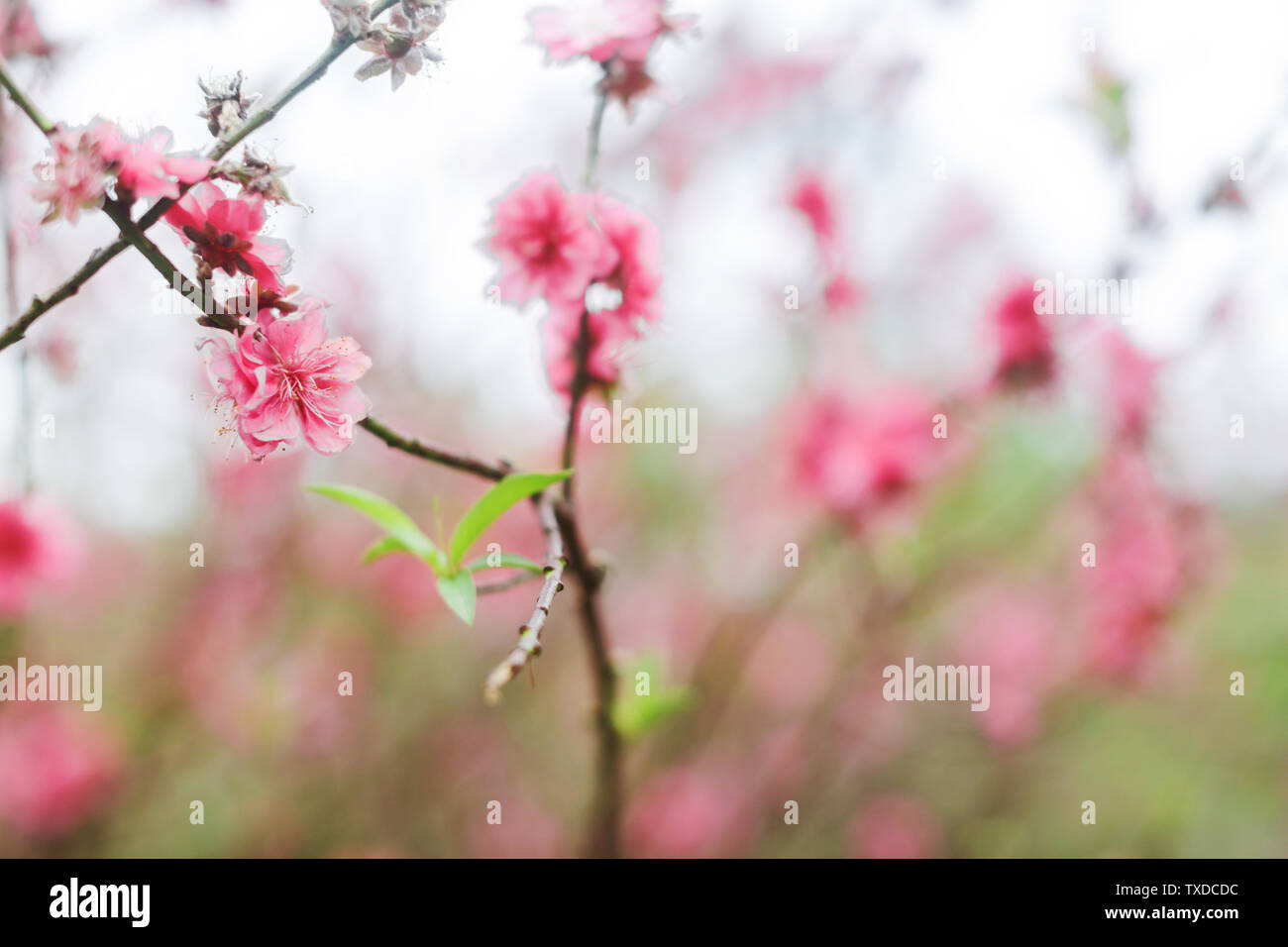 Beautiful peach blossom trees Stock Photo - Alamy