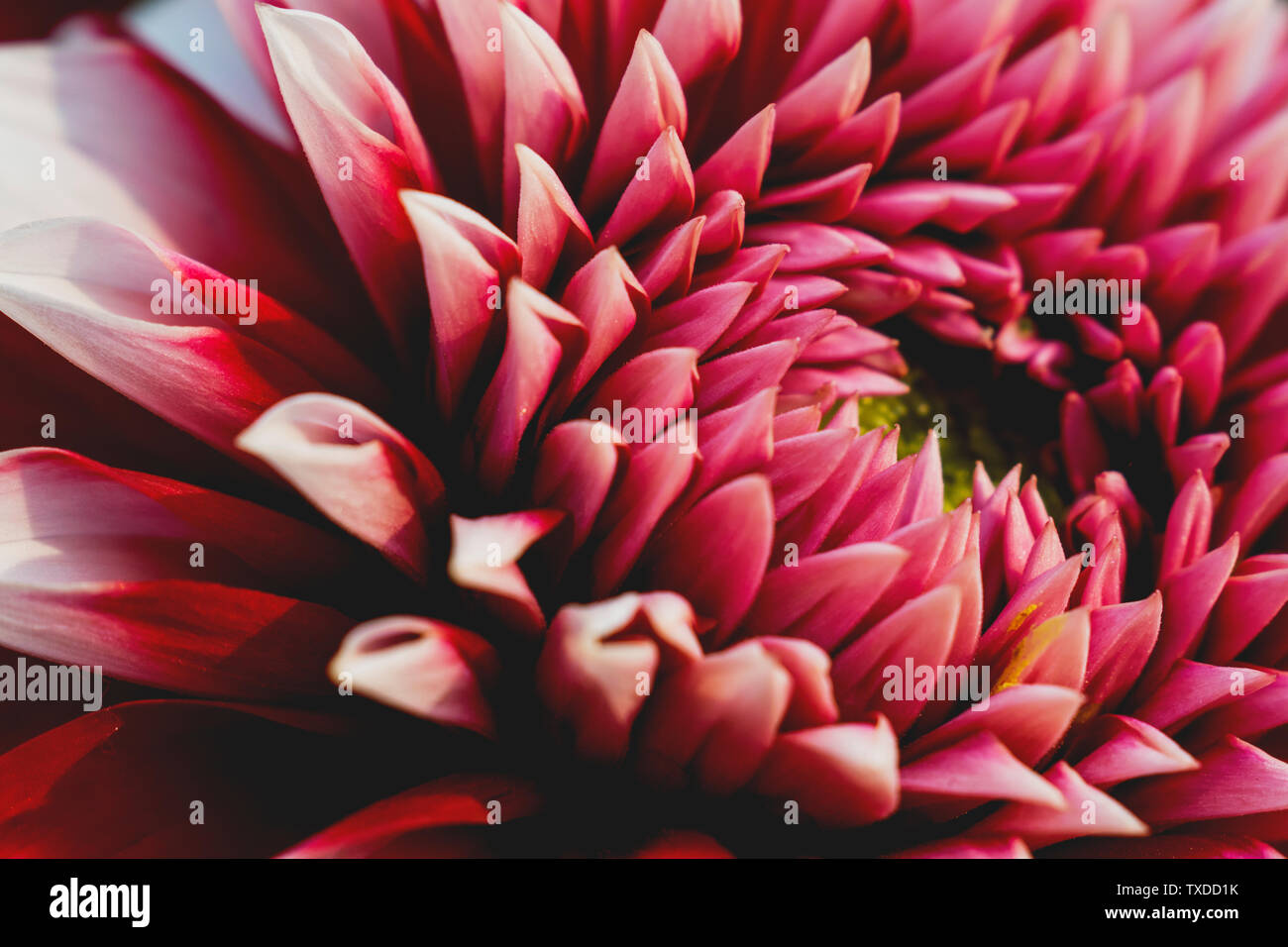 beauty of flower Stock Photo - Alamy