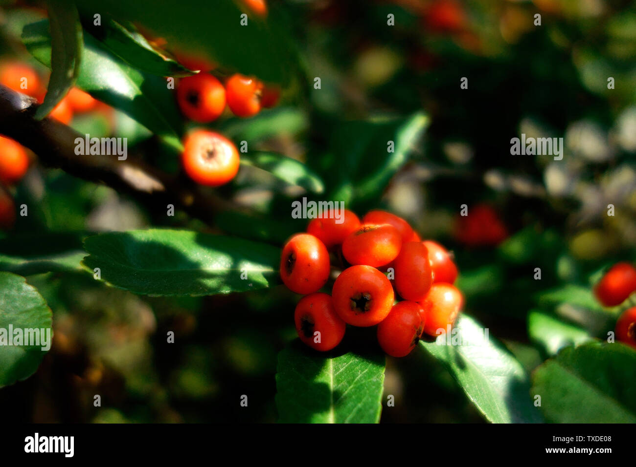Fire thorn fruits hi-res stock photography and images - Alamy